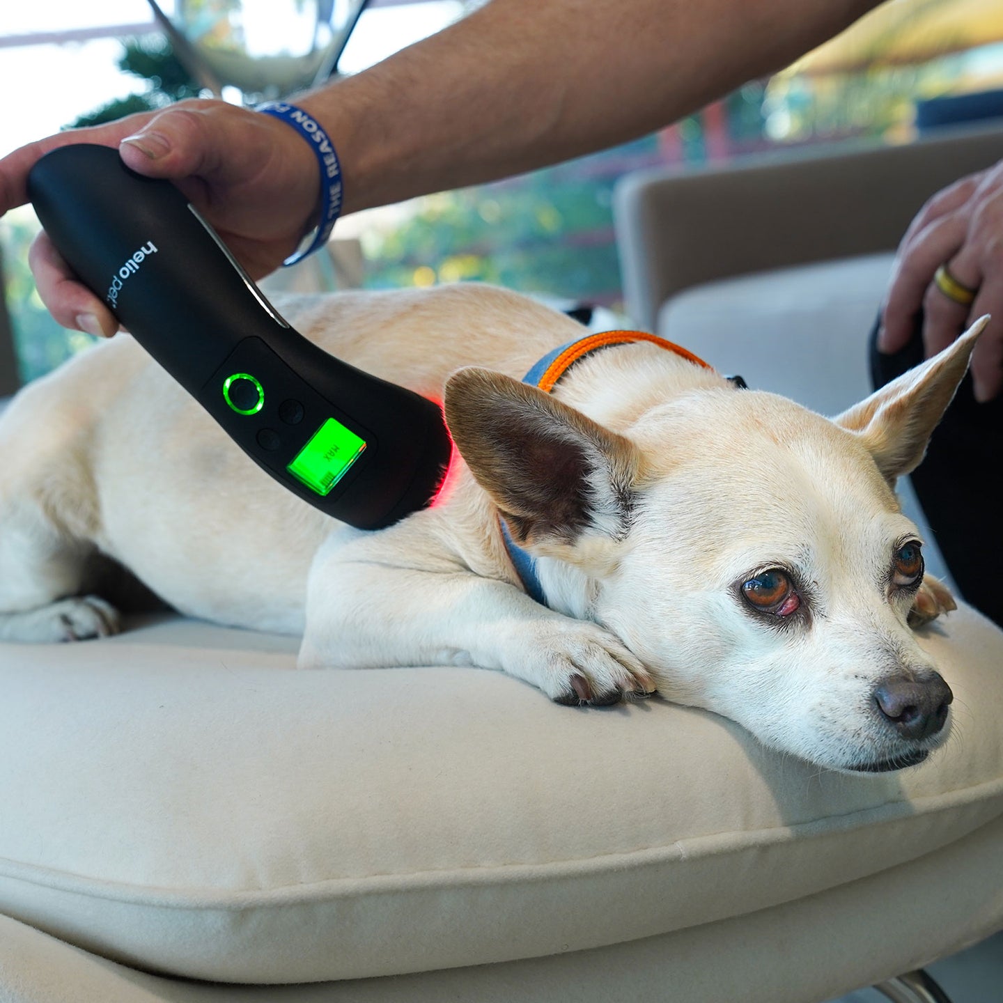 Low level Laser Therapy for Pets – Helio Pet