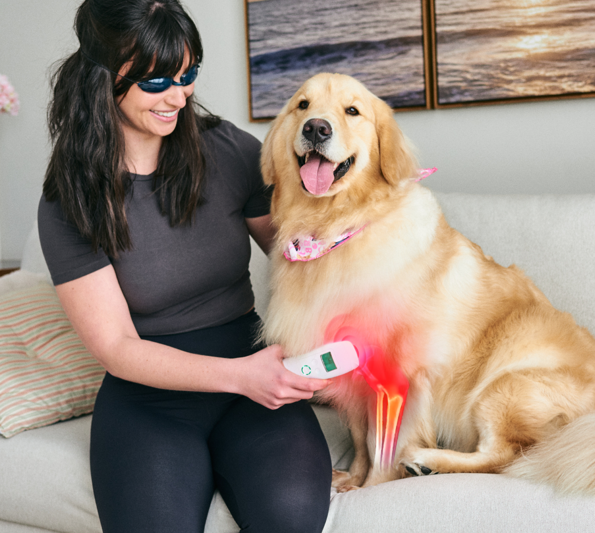 Cold Laser Therapy Device for Pets – Helio Pet