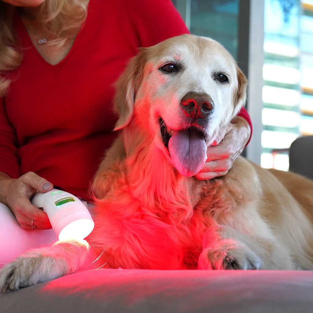 Cold Laser Therapy Device for Pets – Helio Pet